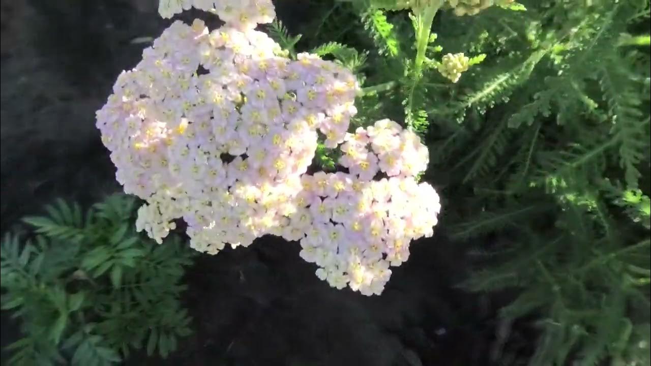 Культурный тысячелистник ЛЕТНЯЯ СКАЗКА на пике цветения 1 июля - YouTube