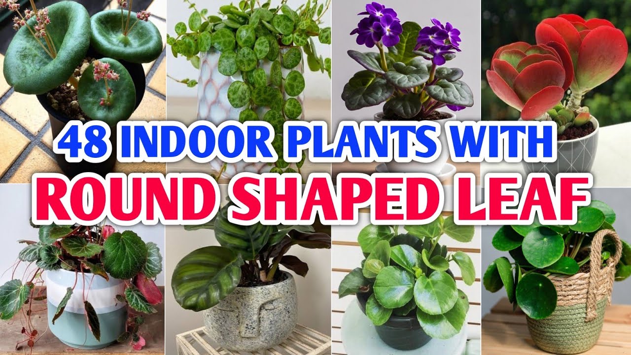 48 Indoor Round Shaped Leaf Houseplants | Indoor Round Leaf Plants ...