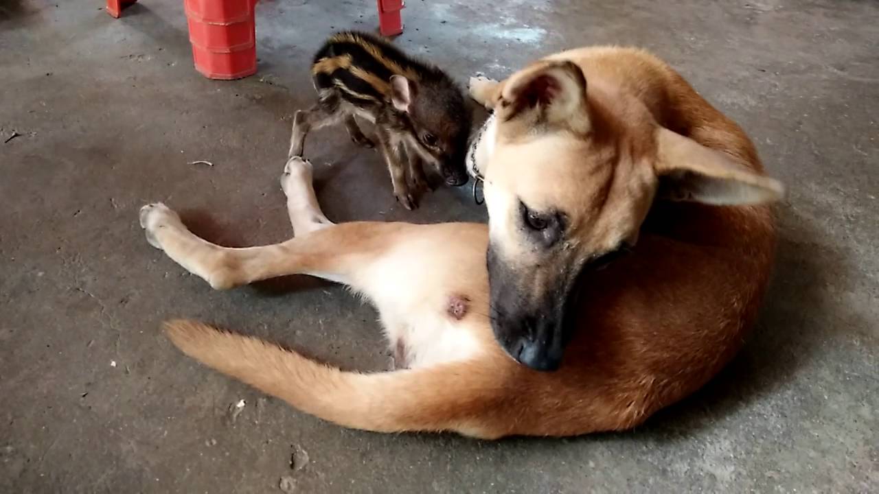 Anjing ber'anak angkat Babi -Amazing - YouTube
