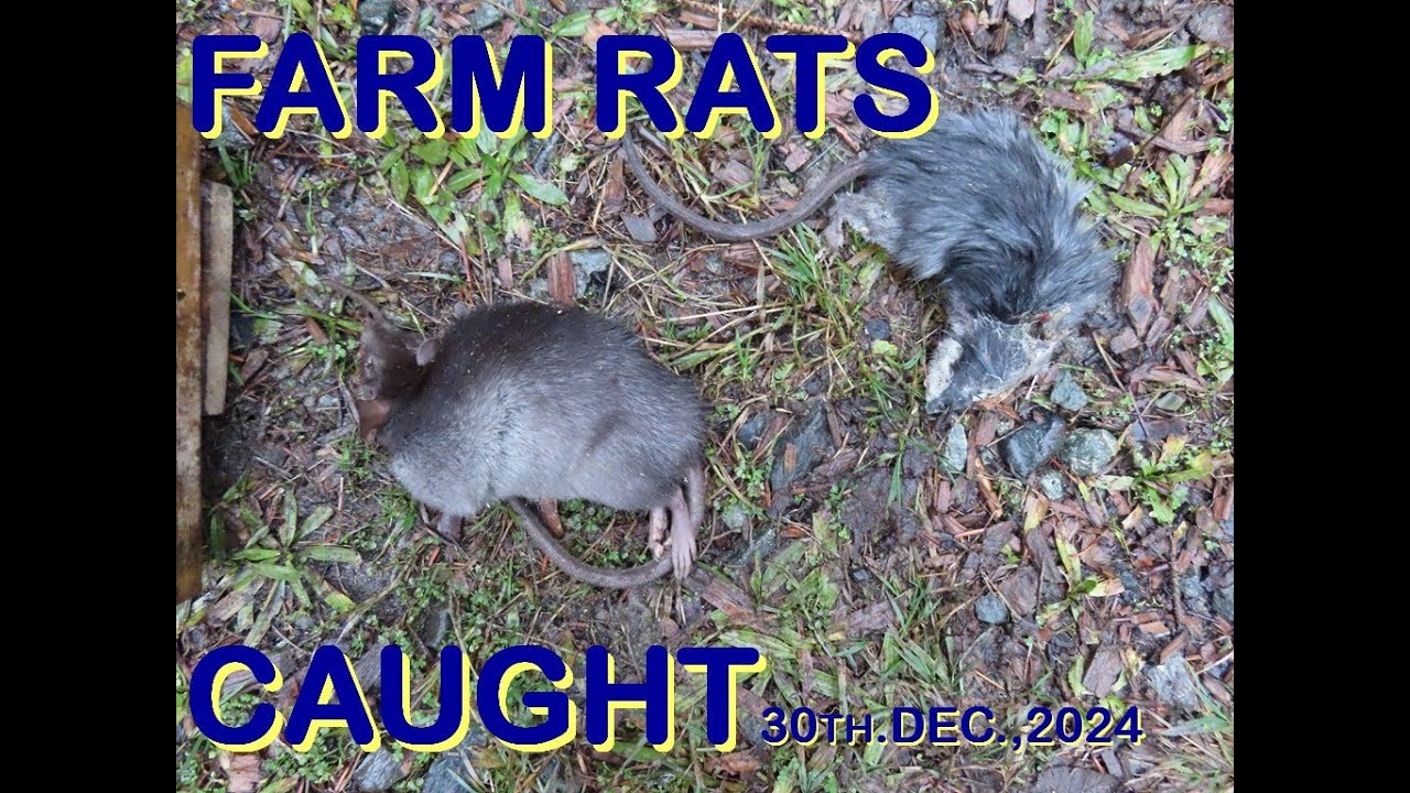 The Rat Trapper. Plenty of Rats On This Small Farm. Plenty of Chickens ...