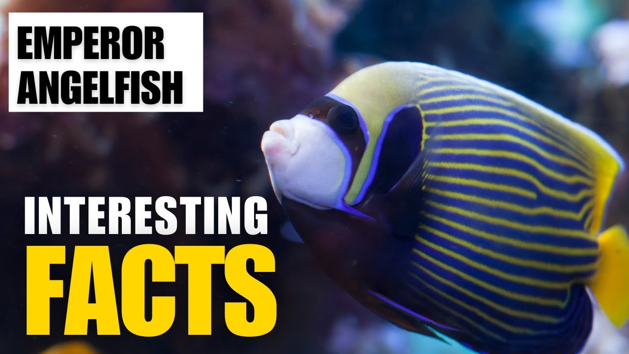 What Are the Most Interesting Facts About Emperor Angelfish ...