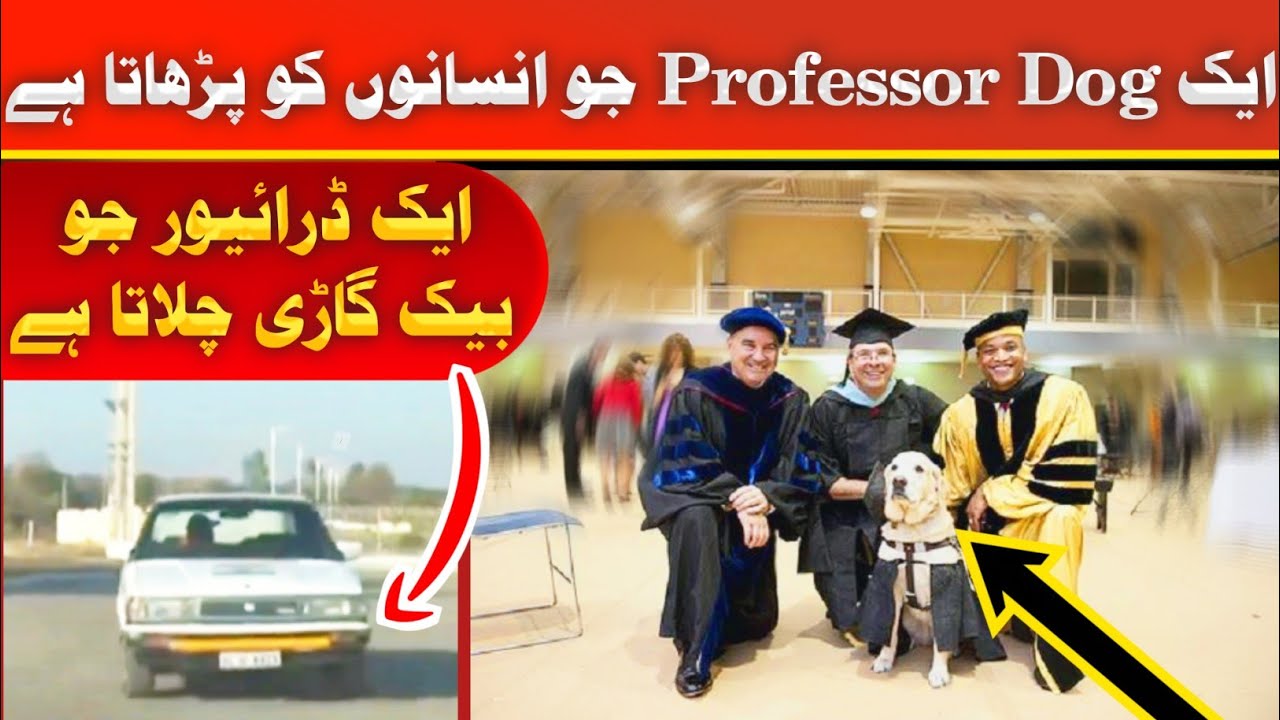 A Professor Dog Who Teaches Humans_Funny Facts |Fun facts|YouTube ...
