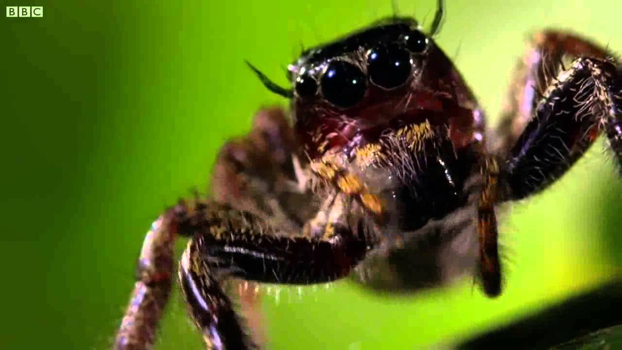 Kung Fu Mantis Vs Jumping Spider - Life Story - BBC - Animals Official ...