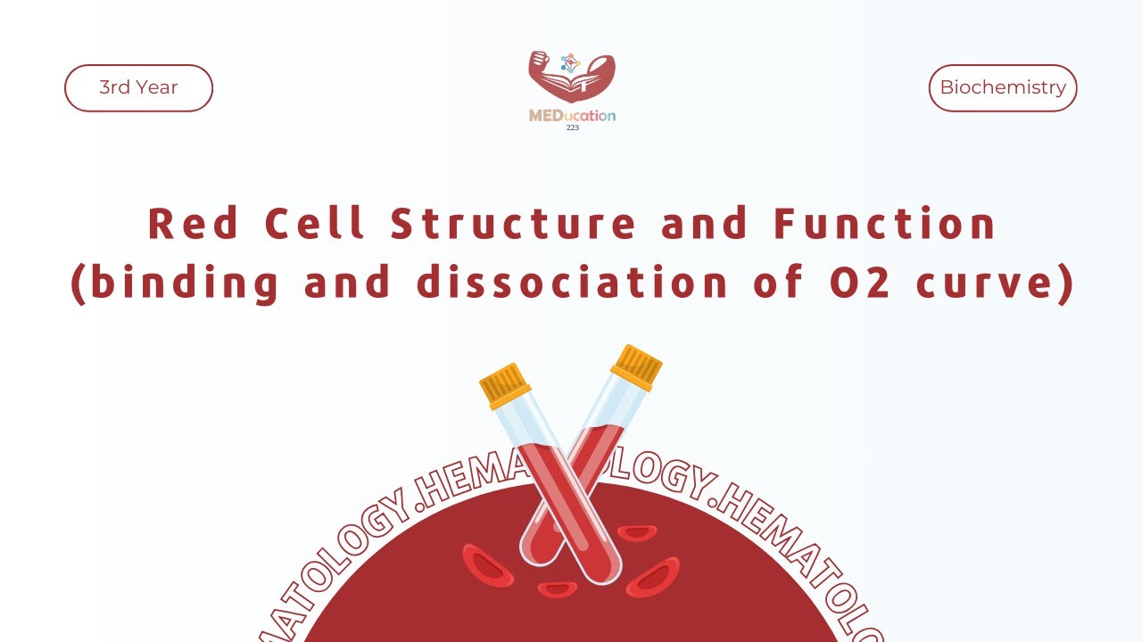Red Cell Structure and Function (binding and dissociation of O2 curve ...