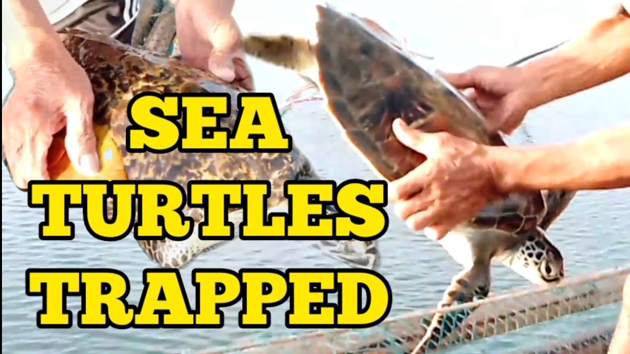 TRAPPED SEA TURTLES IN FISH TRAP #fishtrap v11 - YouTube