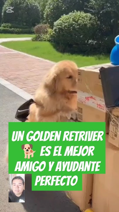 Un Golden retriver 🐕 es el mejor amigo y ayudante perfecto - YouTube