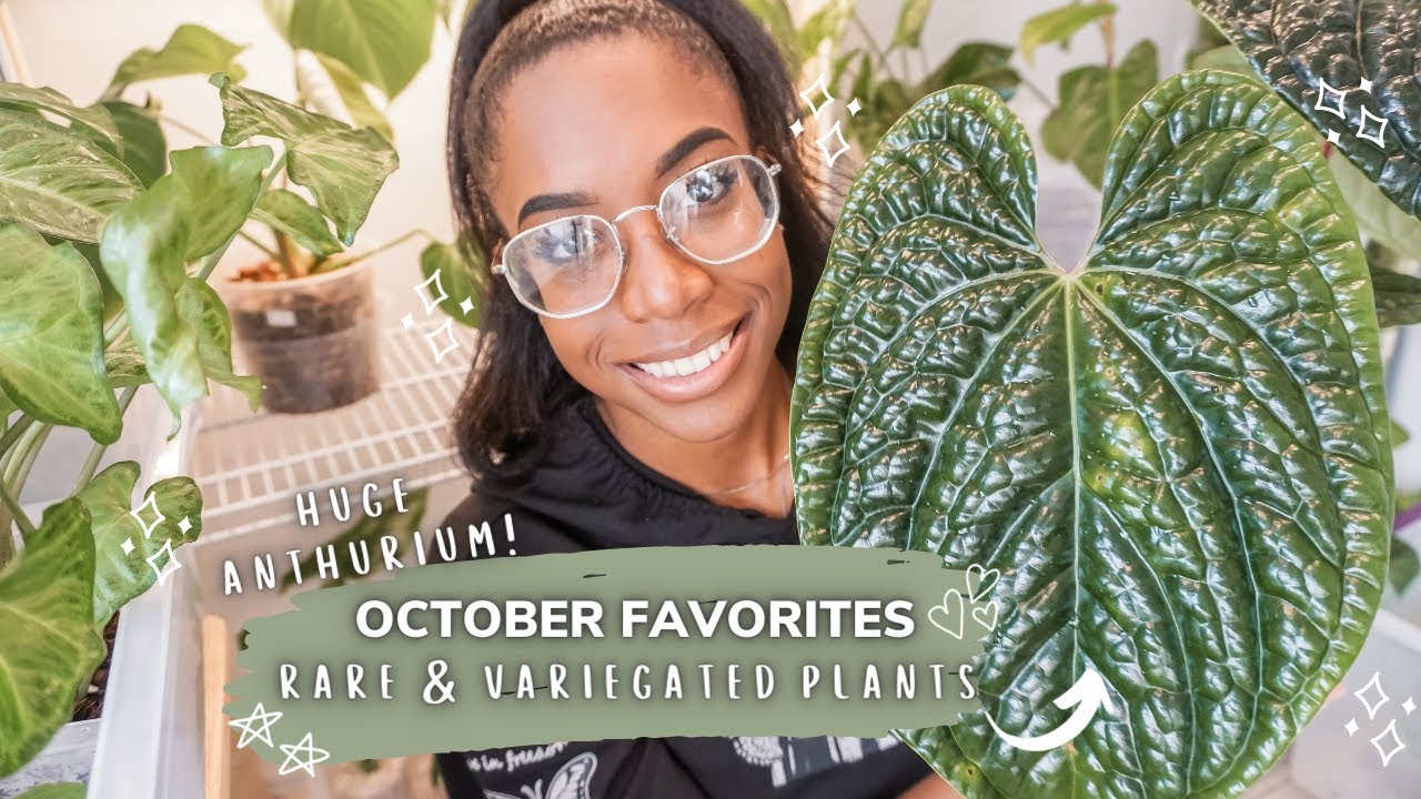 Favorite Plants and Plant Products! | September Plant Favorites - YouTube