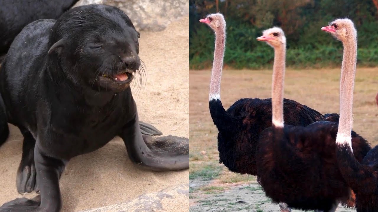 Cute Cuddly Animals Compilation #11 - YouTube