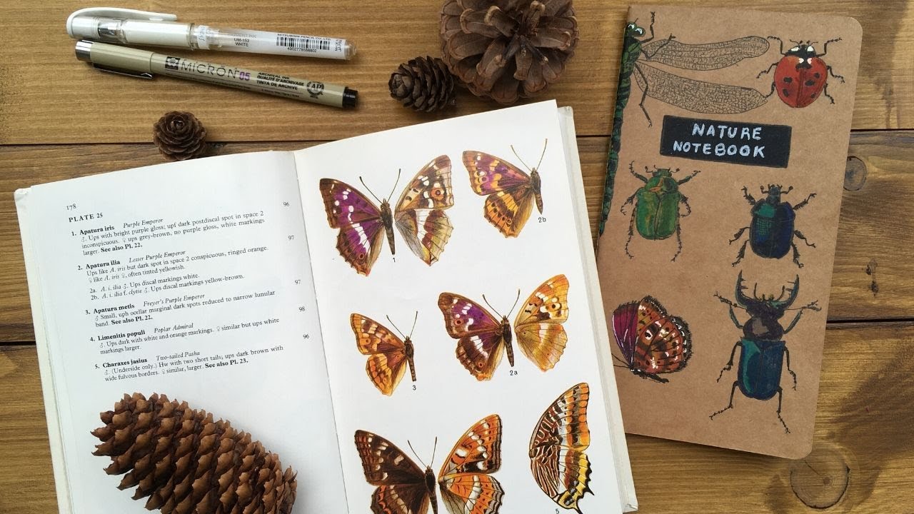 New Nature Notebook with some beetles and butterflies 🐞📔 - YouTube