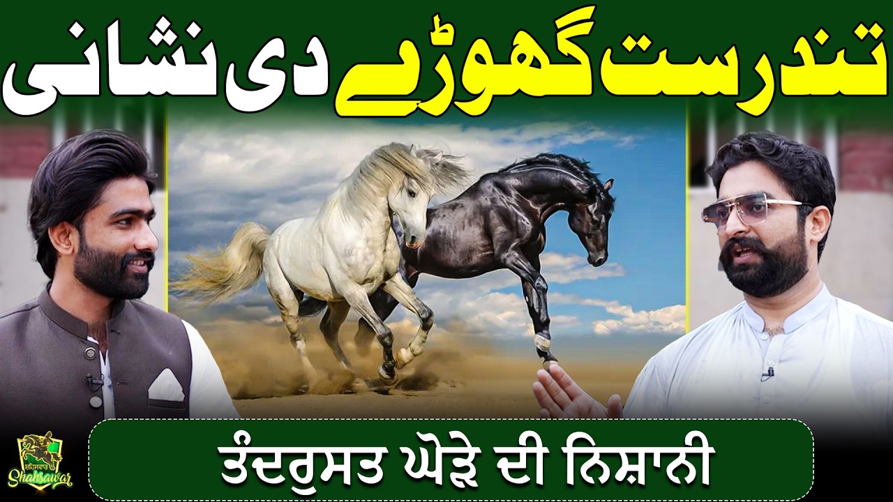 Tandrust Ghoryan Di Nishani | Lifestyle Of Horses | Shahsawar | EP 19 ...