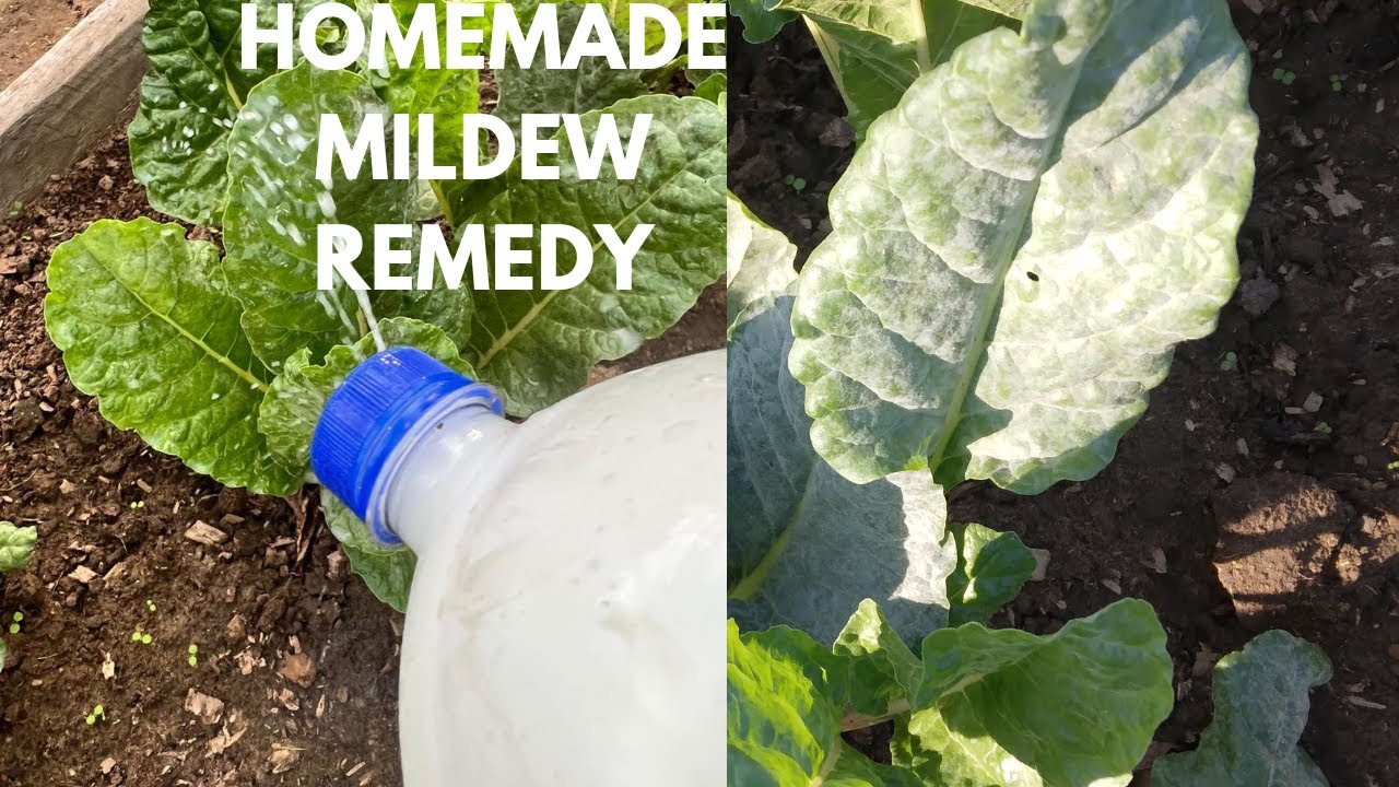 How I treated mildew on my Swiss chard/ Homemade remedies for powdery ...