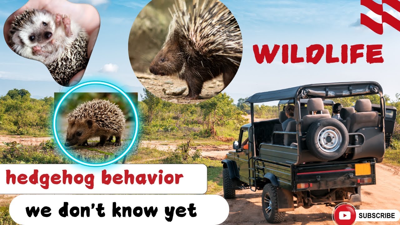 Newly cloned extinct hedgehog species #news #animalkingdom # ...