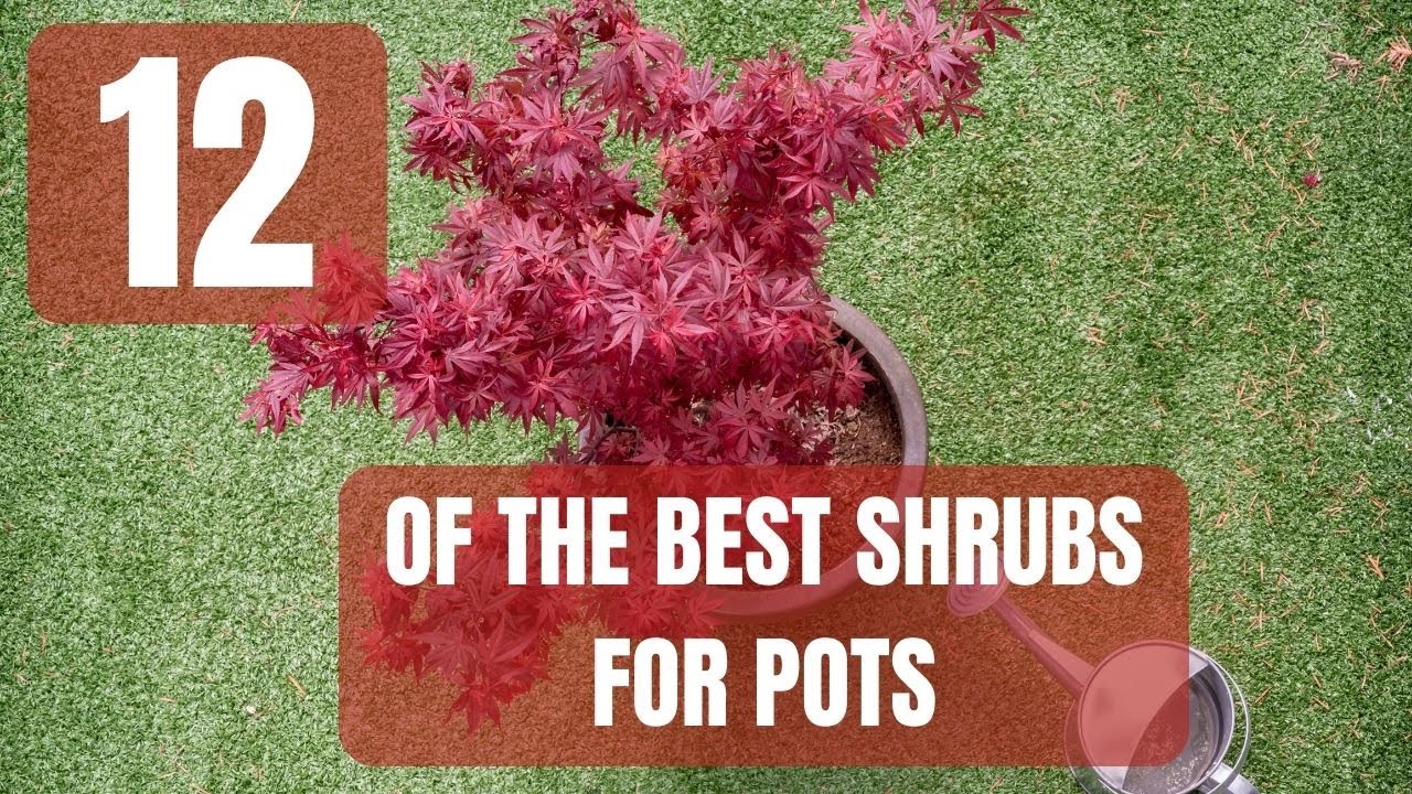 12 Shrubs Perfect For Growing in Pots - YouTube