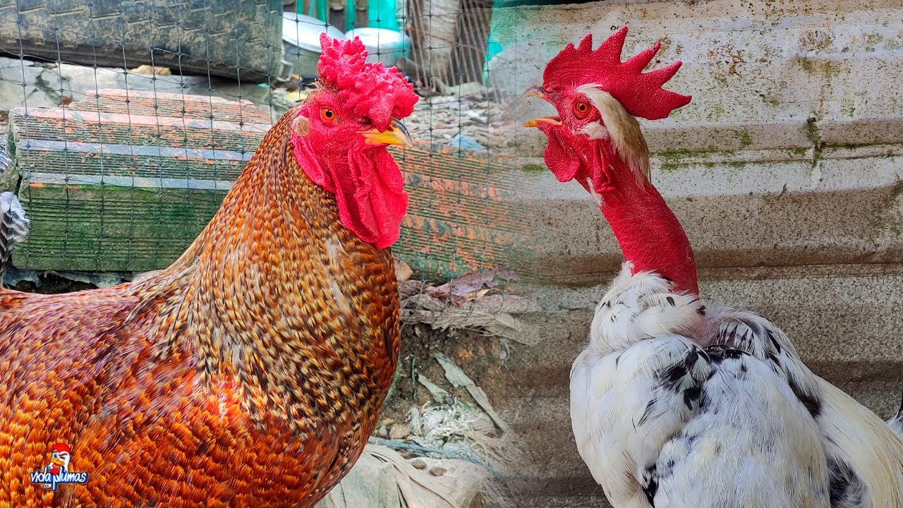 El gallo cresta en rosa y el Carioco - Actualización - YouTube