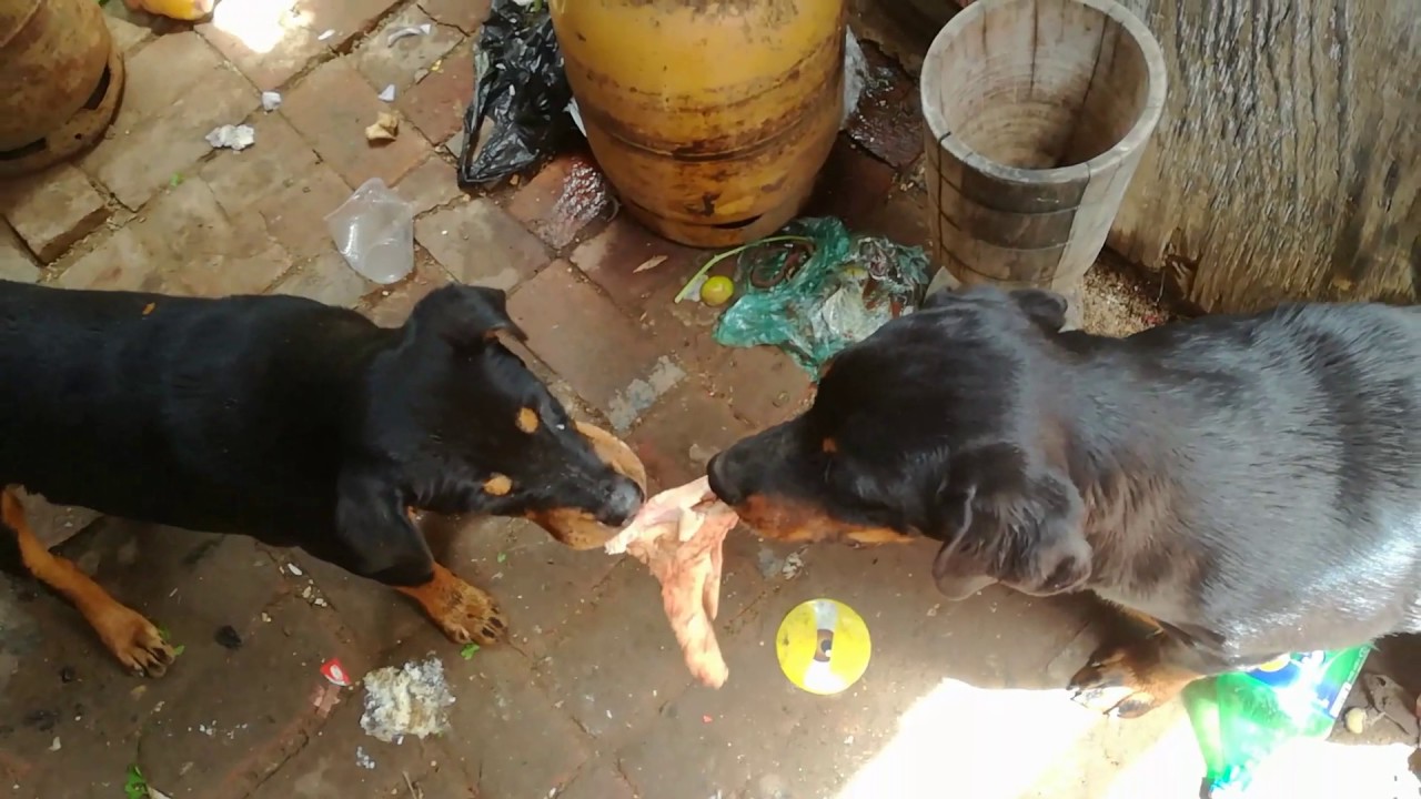Peleando por un trozo de carne - YouTube