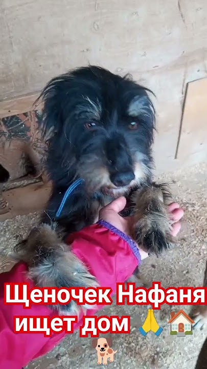 Щеночек Нафаня ищет дом 🙏🐕 🏠 животные собакиизприюта приют Youtube