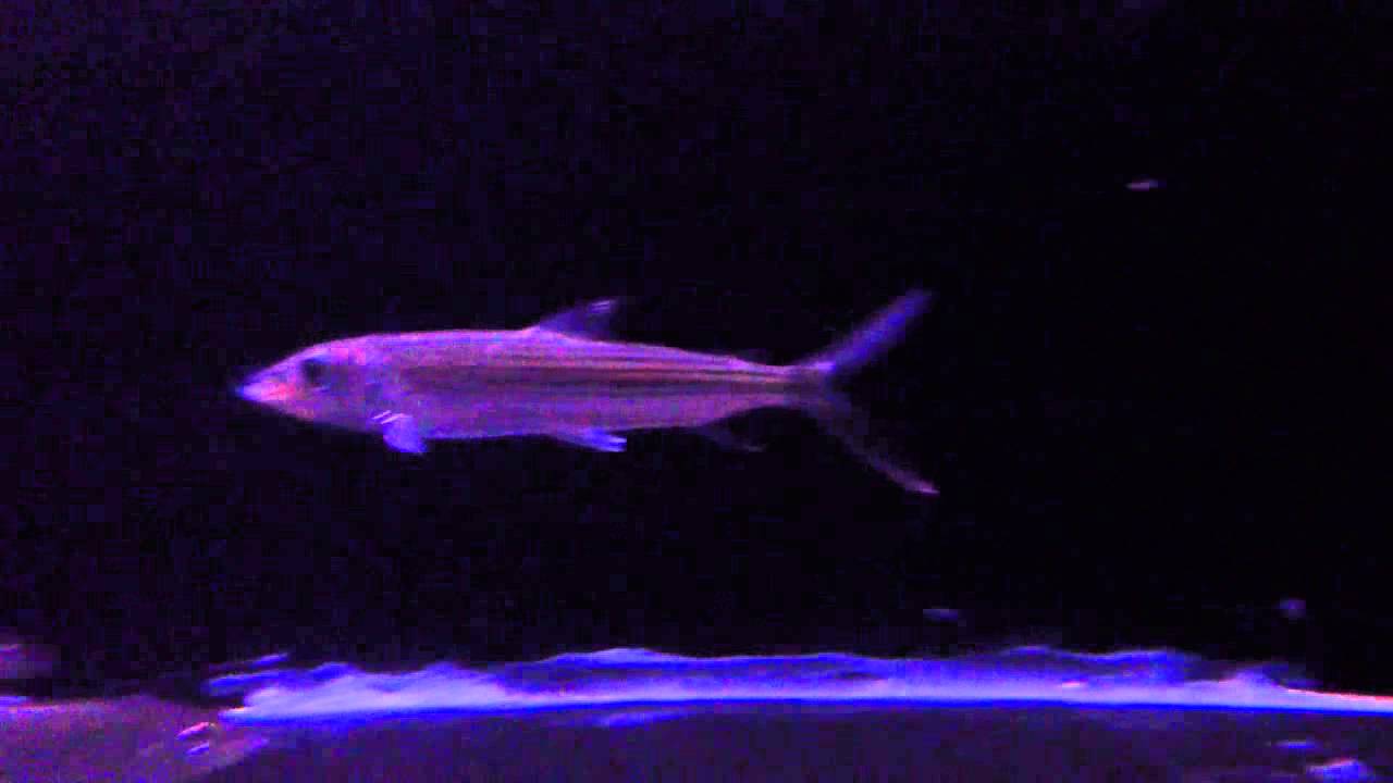 African Tiger Fish Feeding - YouTube