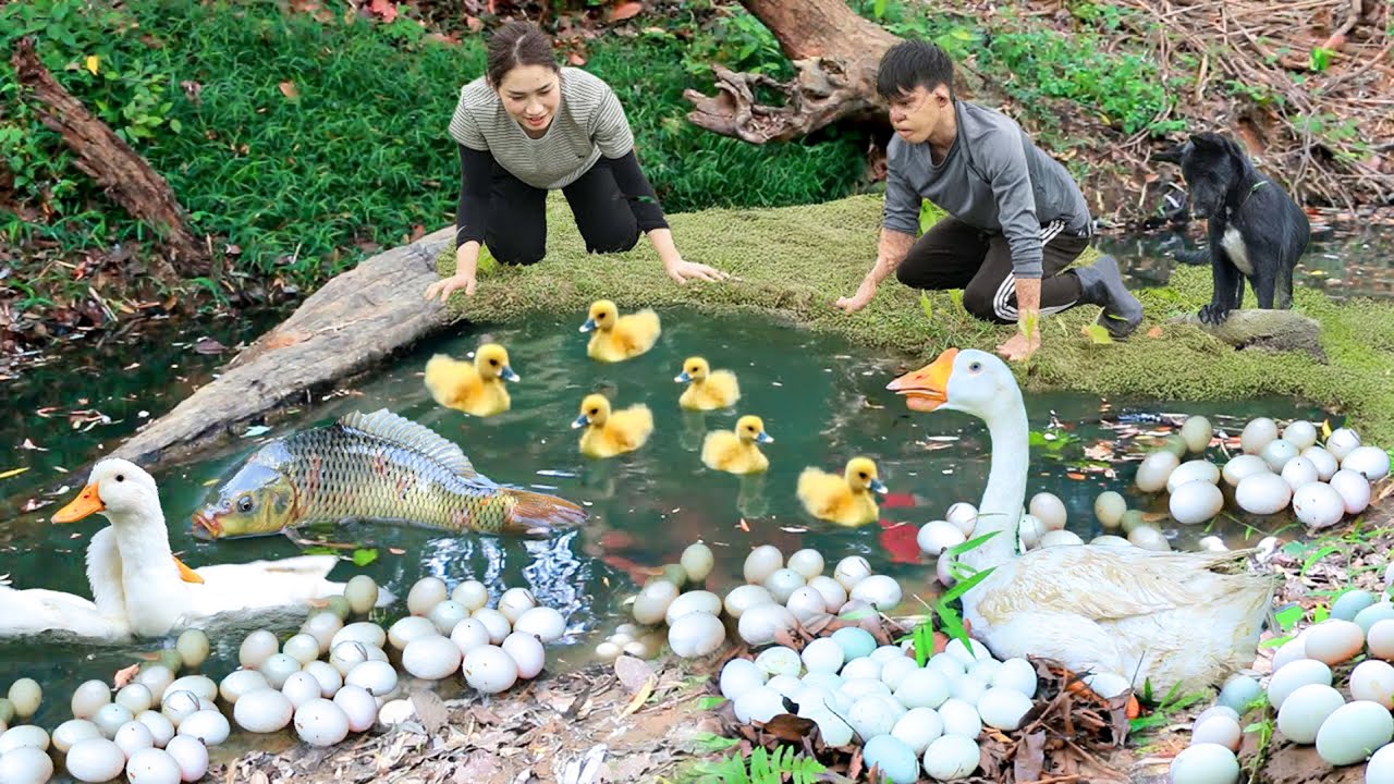 How to Catch Wild Ducks & Sell Them at the Village Market | Interesting ...