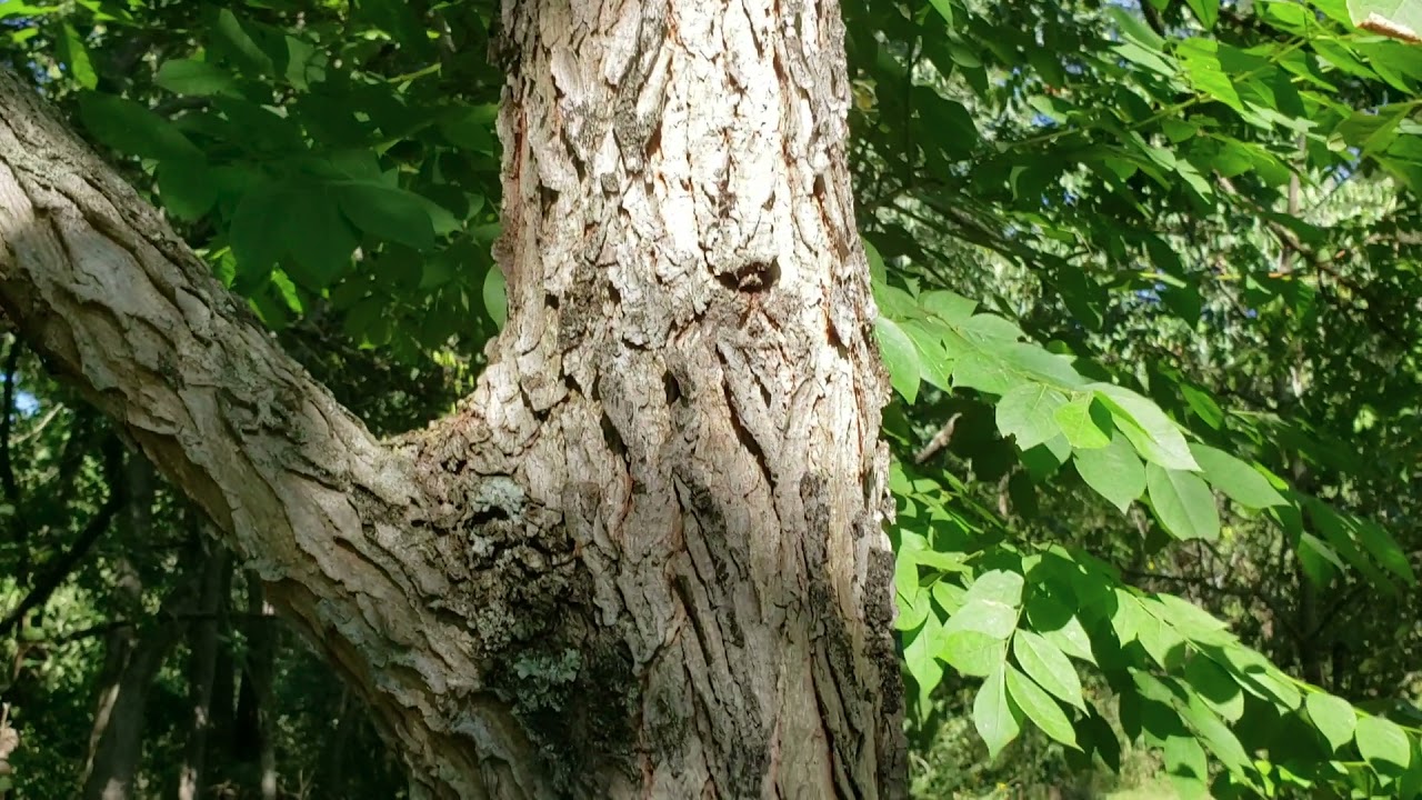 Kentucky Coffee Tree Bark