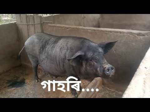 Local gahori palon// Pig farm in Assam 🐖 - YouTube