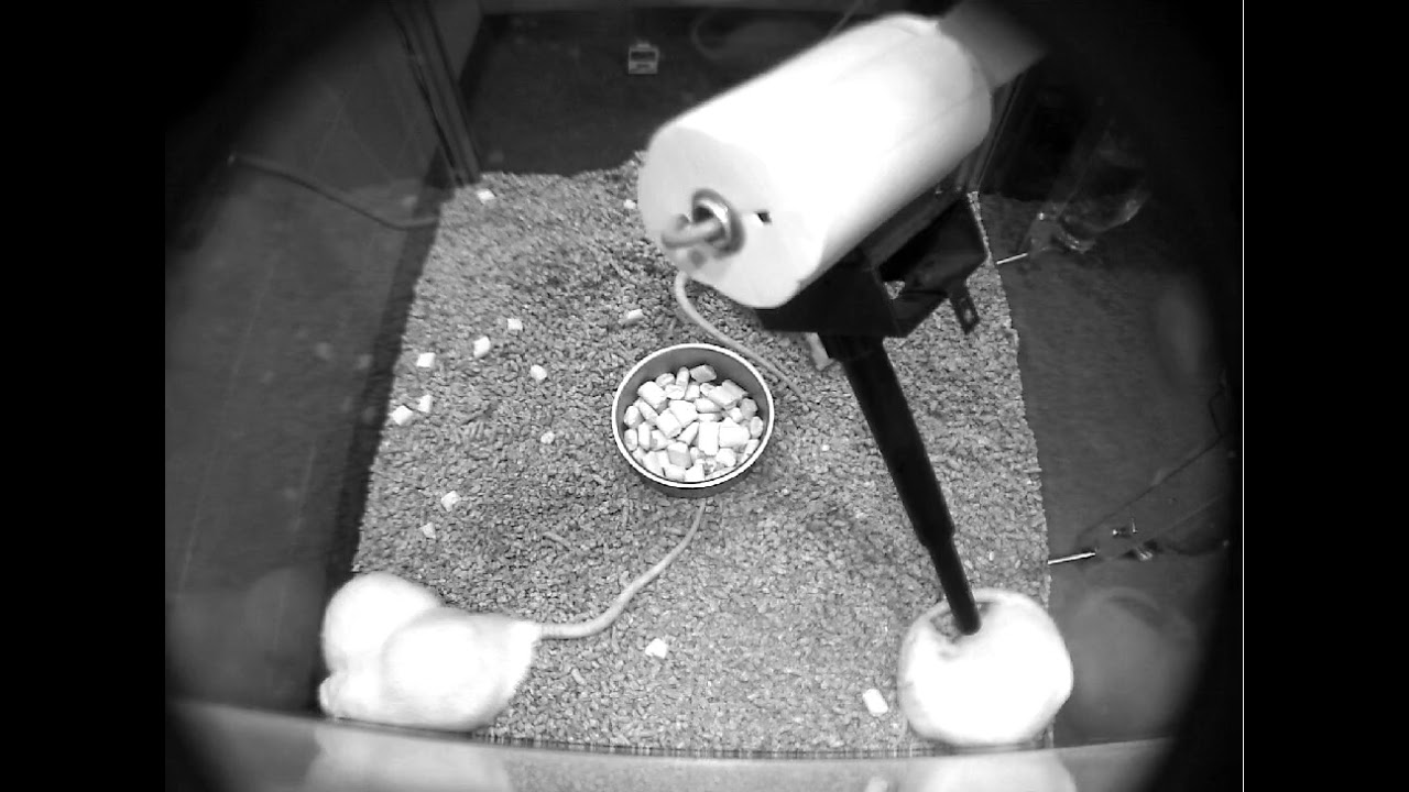 rat sleep deprivation gentle handling 1 - YouTube