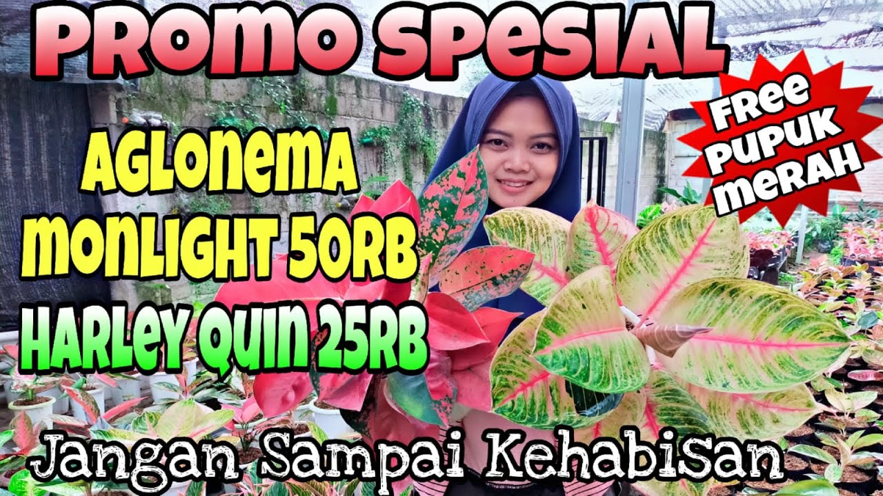 SUPER MURAH OBRAL AGLONEMA TANIAN SENDIRI !! HARGA BUNGA AGLONEMA TERBARU AGLONEMA MURAH - YouTube