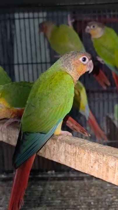 Beautiful conure pairs... - YouTube