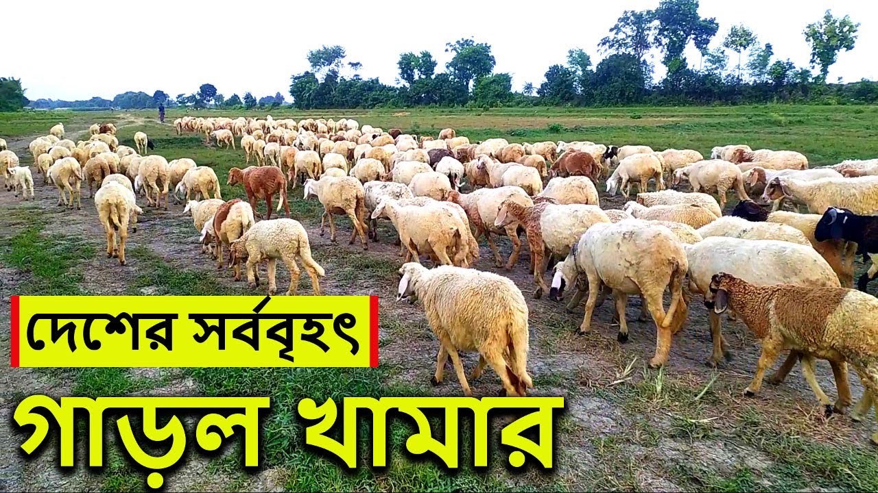 দেশের সর্ব বৃহৎ গাড়ল খামার মেহেরপুর । রোকনের গাড়ল খামার । garol ...