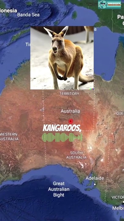 Why Kangaroos found only in Australia?🤔😳 #youtubeshorts #interestingfacts #shortvideo #ytshorts ...
