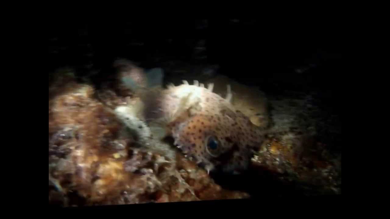 reproduction des coraux - YouTube