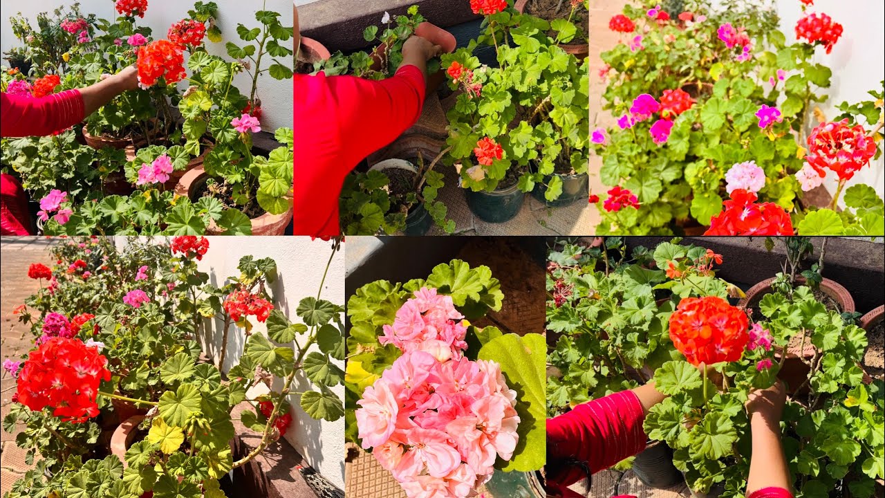 ಜಿರೆನಿಯಮ್‌ ಗಿಡಗಳು ಹಾಳಾಗದೆ ಉಳಿಯಲು ಏನು ಮಾಡಬೇಕು ? Geranium plants care and ...