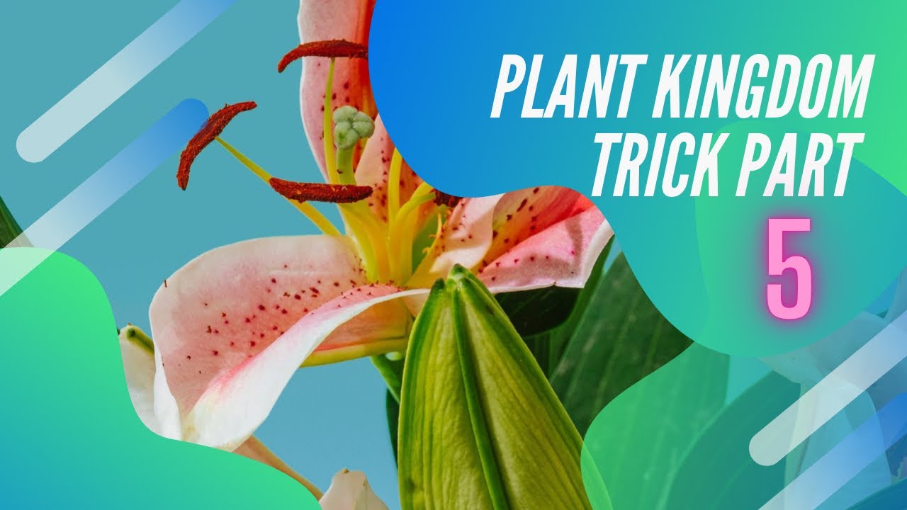 PLANT KINGDOM TRICK PART 5 YouTube plant-kingdom-trick-part-5-youtube