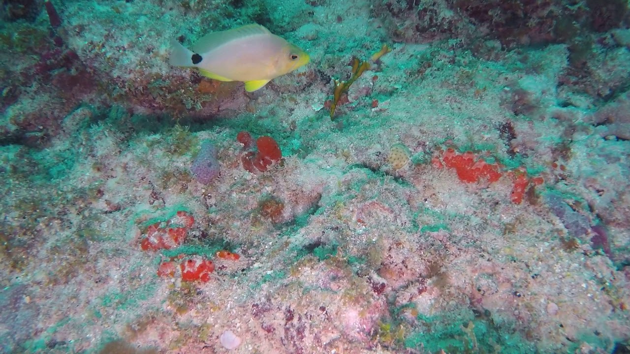 Butter Hamlet fish - YouTube