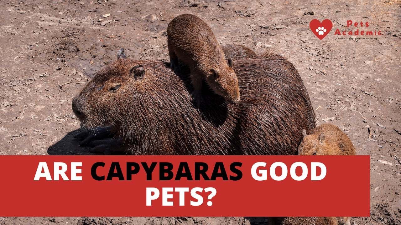 Are Capybaras Good Pets? #capybara - YouTube