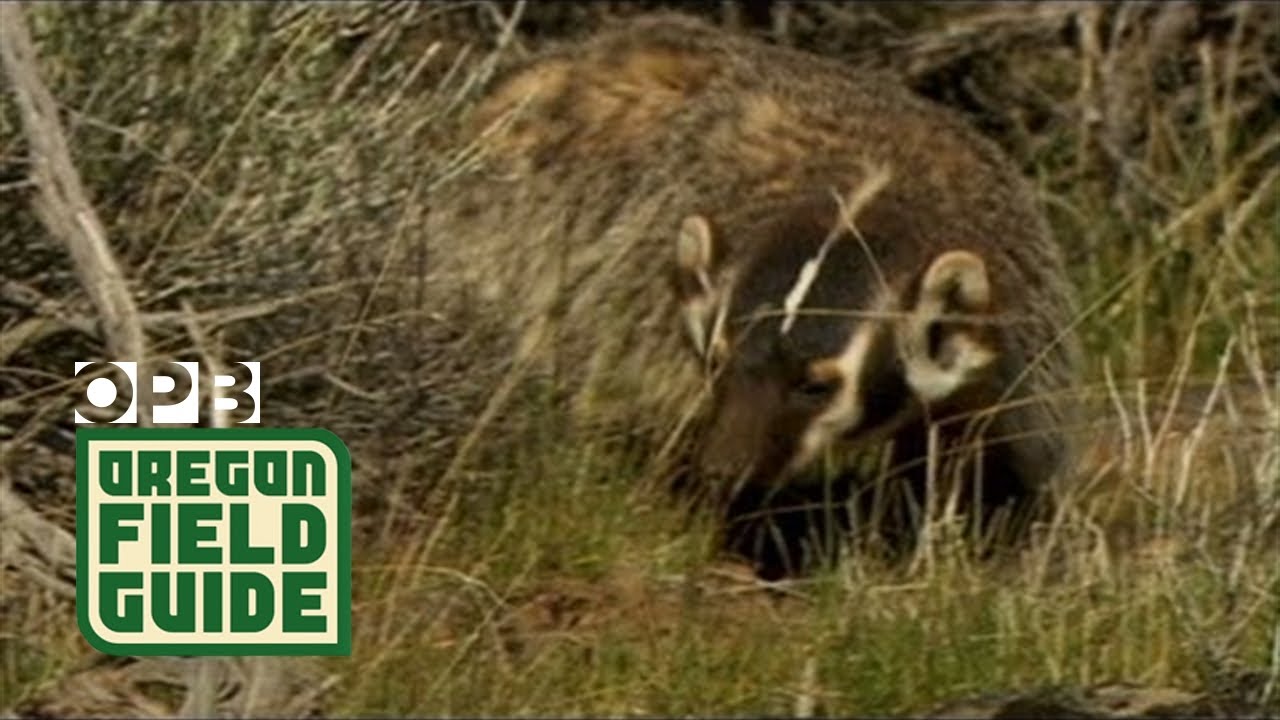 Wild Badger Walks Up to Camera - YouTube