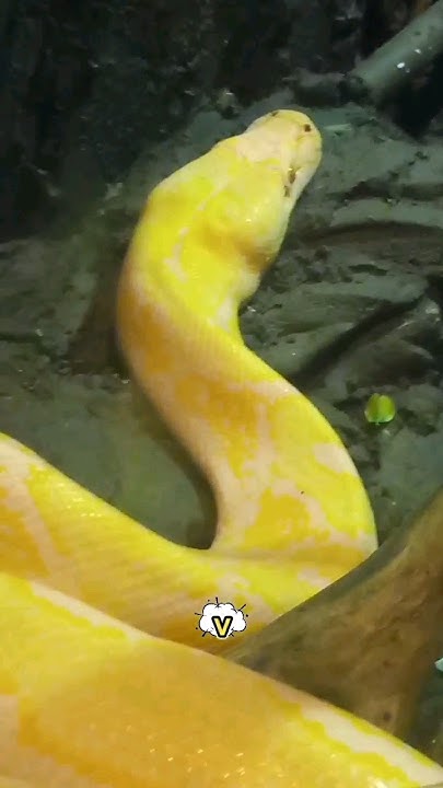 ular piton kuning #hewansekitar #shorts #wildlife #viral - YouTube