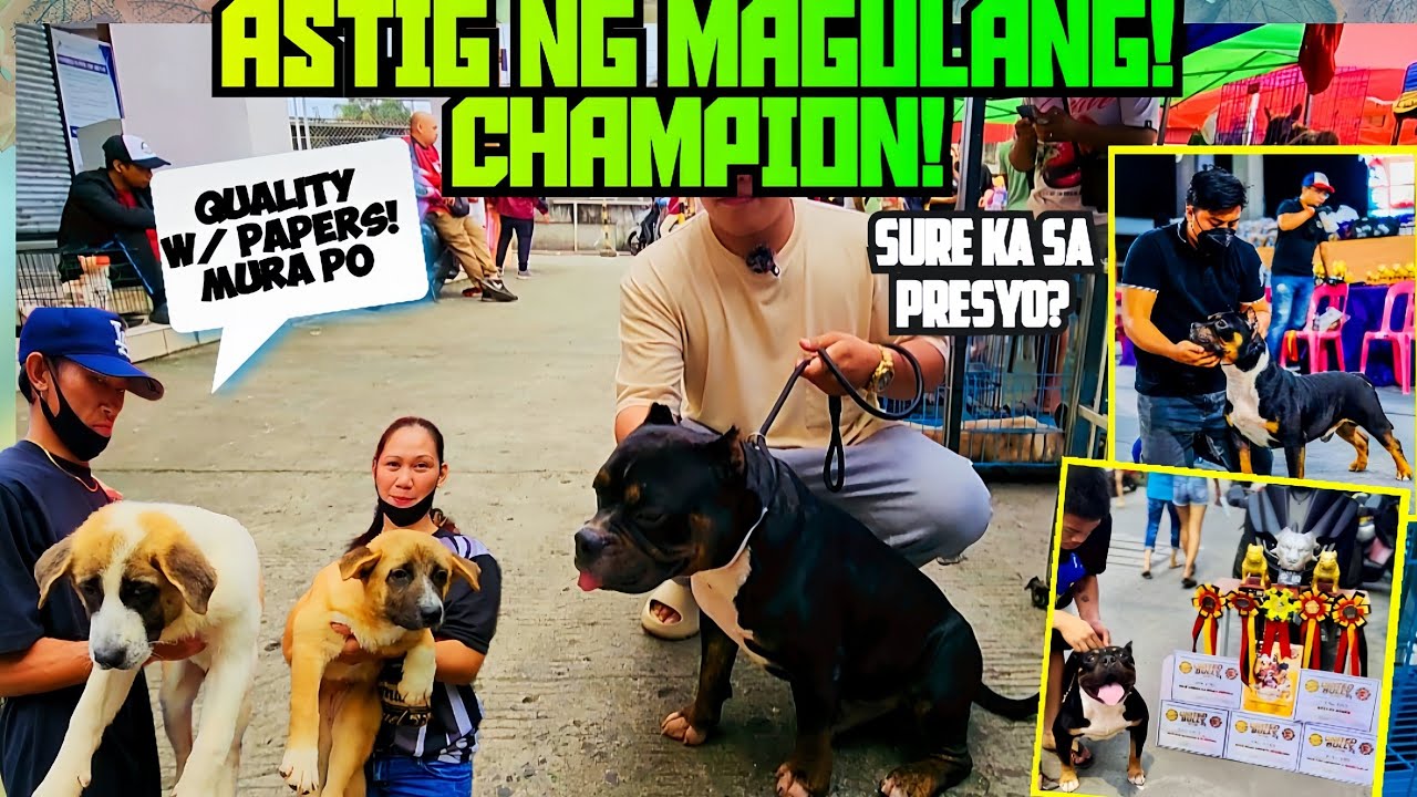 PANALO TO ANG MURA! GRABEHAN ANG MGA ASO AT PUSA NGAYON SA GROTTO ...