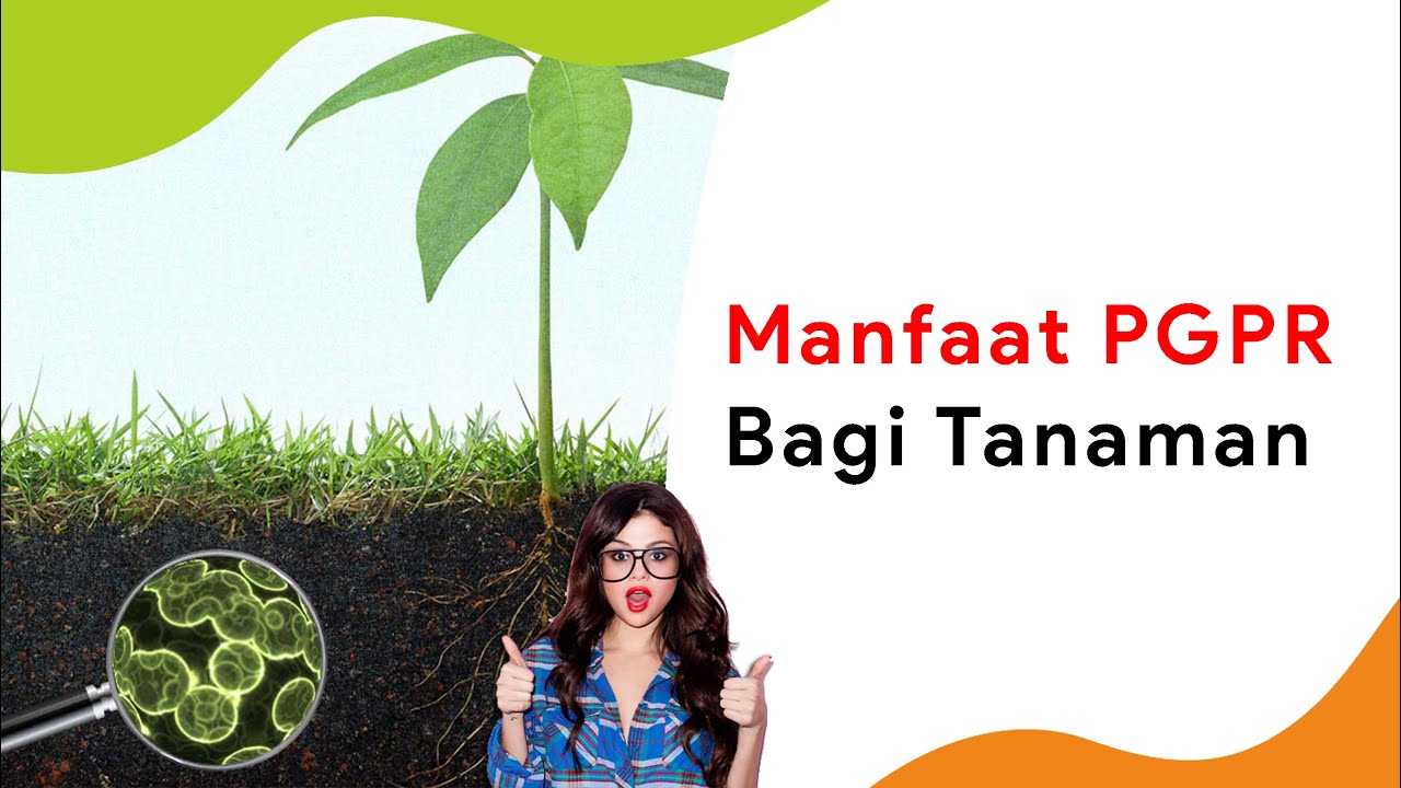 Segudang Manfaat dan Peran PGPR untuk Tanaman serta Cara Pembuatannya ...