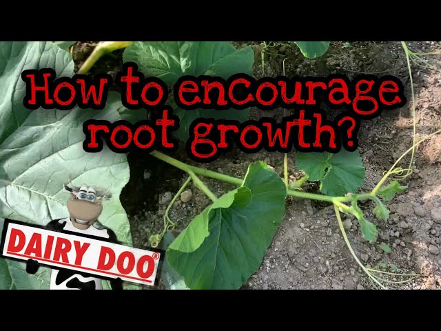 Pumpkin Sprout With Roots