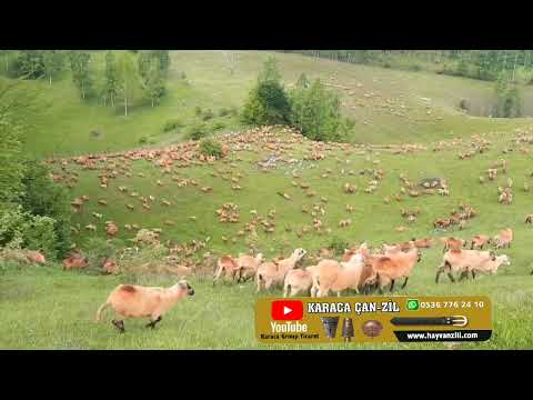 en büyük koyun sürüsü Kelek sesi kaval sesi çobanın vazgeçilmez sesi