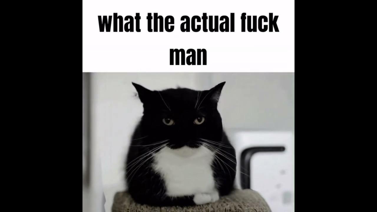 uni the cat memes - YouTube