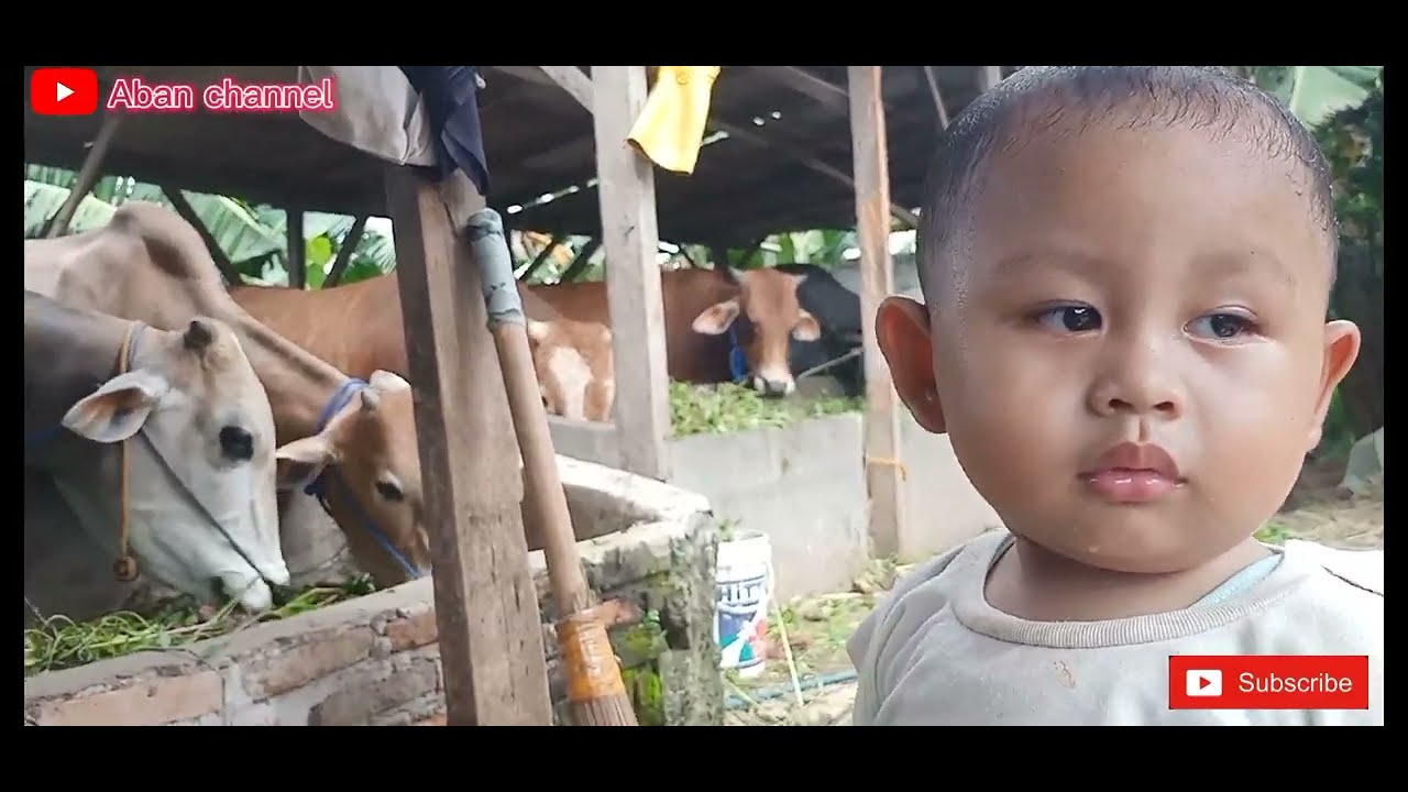 sapi besar lucu dari limo || belajar mengenal sapi - YouTube