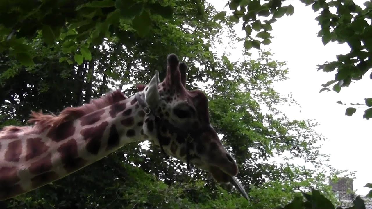 giraffe belly wien - YouTube