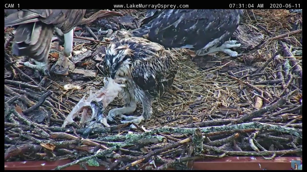 Lake Murray Osprey Ricky brings in fish skeleton C2 self feeds 6:15am 6 ...