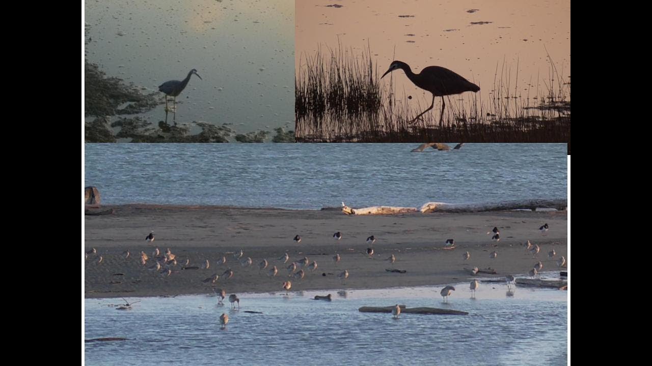 Manawatu estuary and Foxton Beach - Day 1 - YouTube