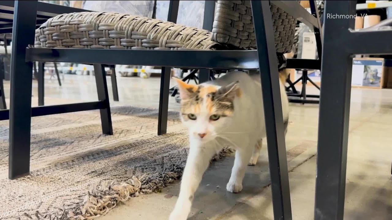 'Exciting update' in search for Richmond's beloved Lowe's cat Francine ...