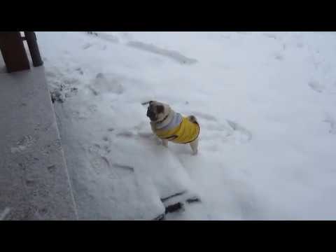 fat pug tries its best to climb up 2 stairs - YouTube