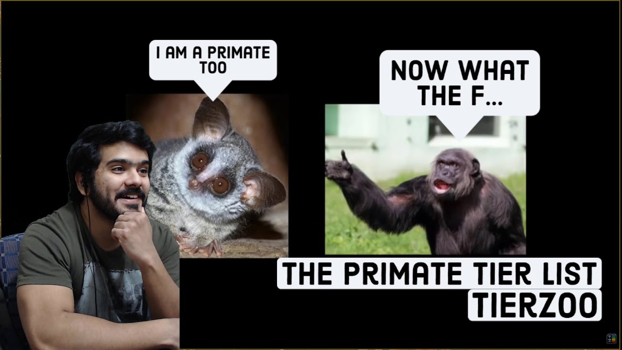 The Primate Tier List (TierZoo) CG Reaction - YouTube