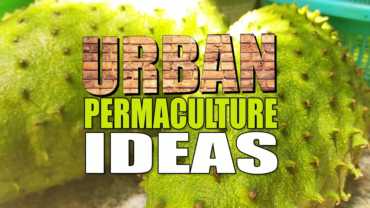 How to Grow Soursop from Seed - How To Plant A Soursop Tree In A ...