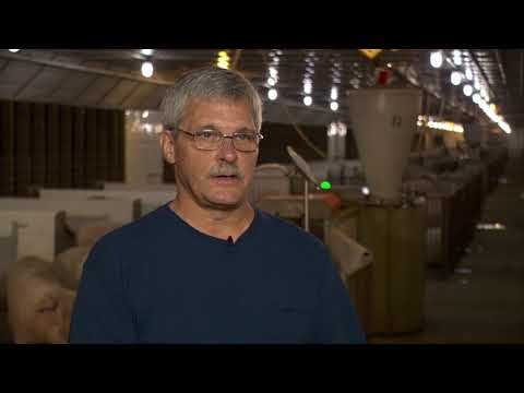 Electronic Sow Feeding - Painless Setup, Easy Maintenance